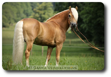 Chov koní plemen Hafling a AQH